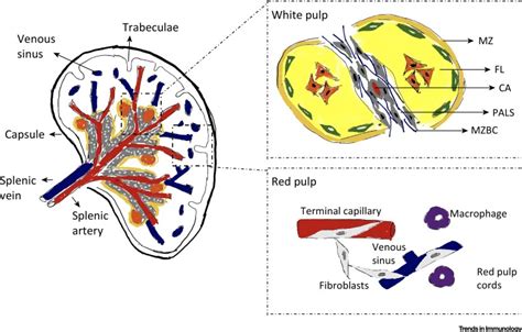 Origin And Immunological Functions Of Spleen Stromal Cells Trends In