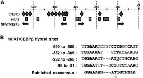 The Rcan1 4 Promoter Region Contains Several Potential Nfat C Ebp