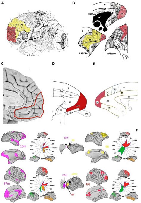 Frontiers Differential Contributions Of Dorsolateral And Frontopolar