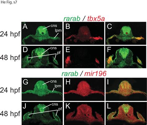 Mir 196 Regulates Axial Patterning And Pectoral Appendage Initiation