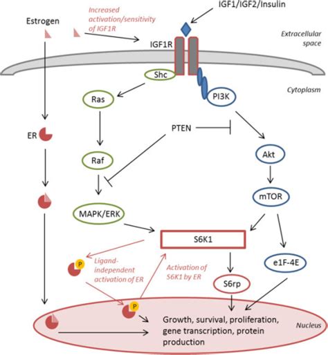 Schematic Illustration Of The Igf1r Mtor Signaling Path Open I