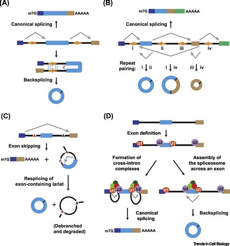 Biogenesis And Functions Of Circular Rnas Come Into Focus Trends In