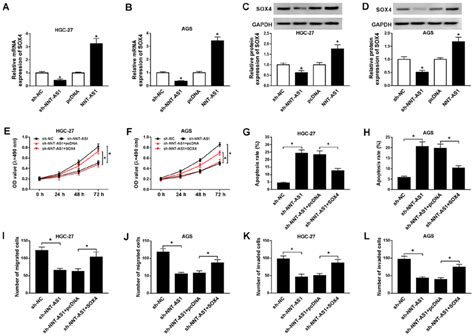 Sox4 Overexpression Reverses Nnt As1 Knockdown Mediated Effects On Gc