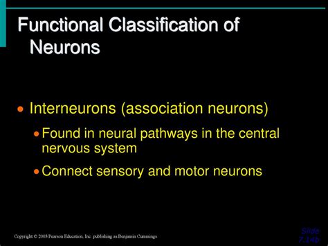 Neuron Function Ch 7b Ppt Download