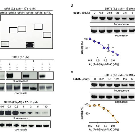 Selectivity For Sirt5 And Targeting Of Its Substrate Binding Pocket