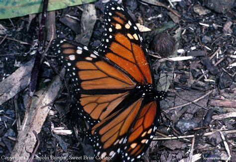 Slideshow Overview The Monarchs Spring Migrationl A Race Against Time