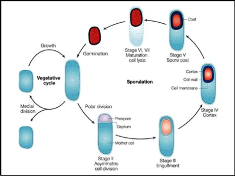 Bacillus Subtilis Spores