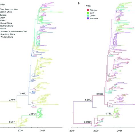 Maximum Clade Credibility Mcc Time Scaled Phylogenetic Tree Of Ha