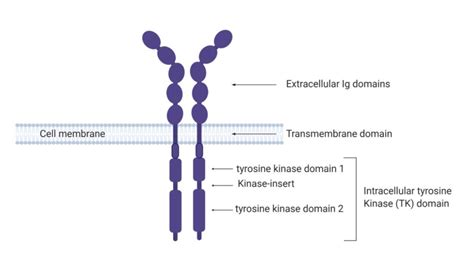 5 Structure Of Flt3 Receptor Flt3 Consists Of Five Download