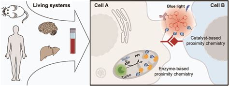 Proximity Chemistry In Living Systems Ccs Chemistry