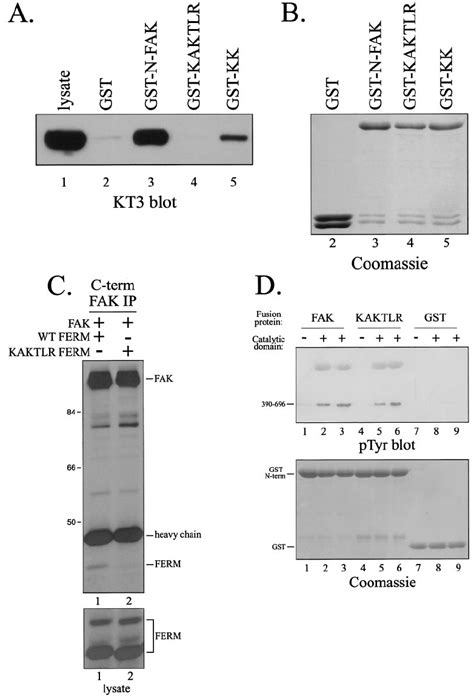 Point Mutations In The Ferm Domain Disrupt The Interaction With Fak