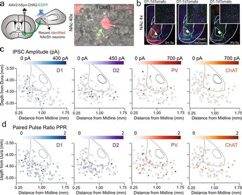 Topography Of Release Properties Of Vp Inputs To Nacsh A Merged