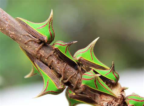 10 Of The Weirdest And Creepiest Arthropods On The Planet