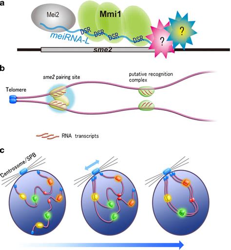 A Model For Rna Mediated Homologous Chromosome Recognition A Distinct