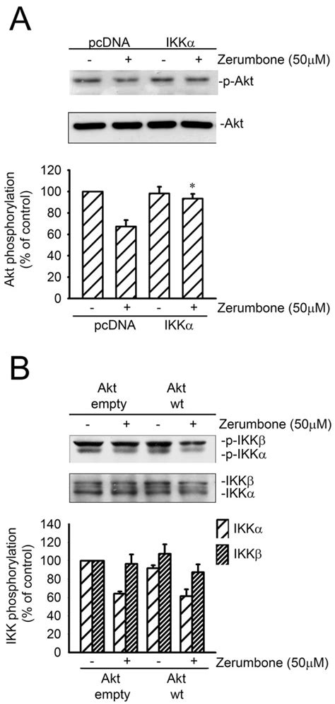 The Link Between Ikk And Akt In Zerumbone Induced Apoptosis A Cells