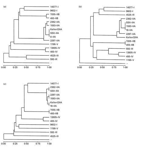 Dendrograms Derived From Rapd Pcr Analysis Obtained With A Primer