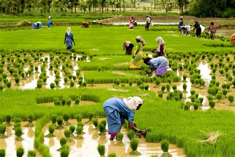 Rice Field Harvest Kerala