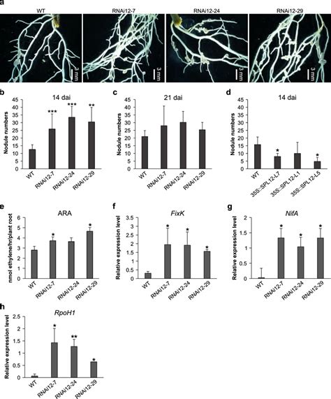 The Effect Of The Spl12 Silencing And Overexpression On Nodulation And