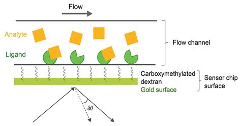 Principle And Protocol Of Surface Plasmon Resonance Spr Creative