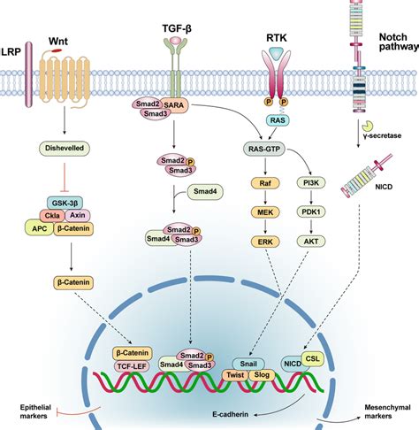 Wnt β Catenin Signaling Pathway After Activation Of The Representative