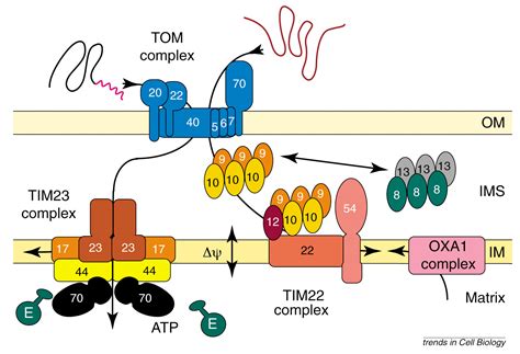 Protein Translocation Into Mitochondria The Role Of Tim Complexes