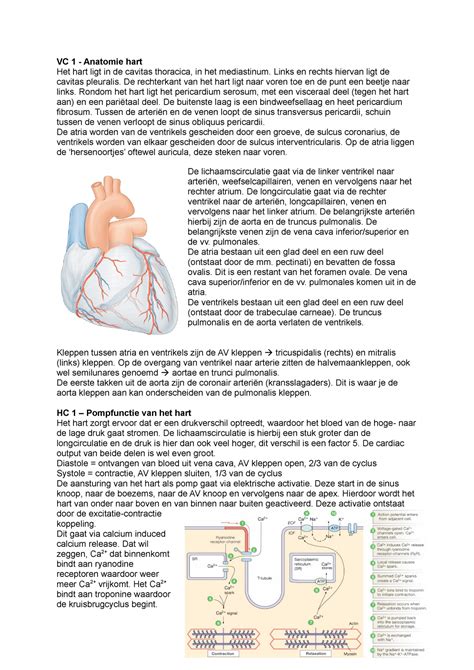 College Aantekeningen College Week 1 T M 4 Vc 1 Anatomie Hart Het