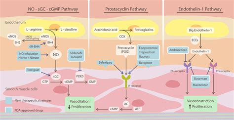 Pulmonary Arterial Hypertension Circulation Research
