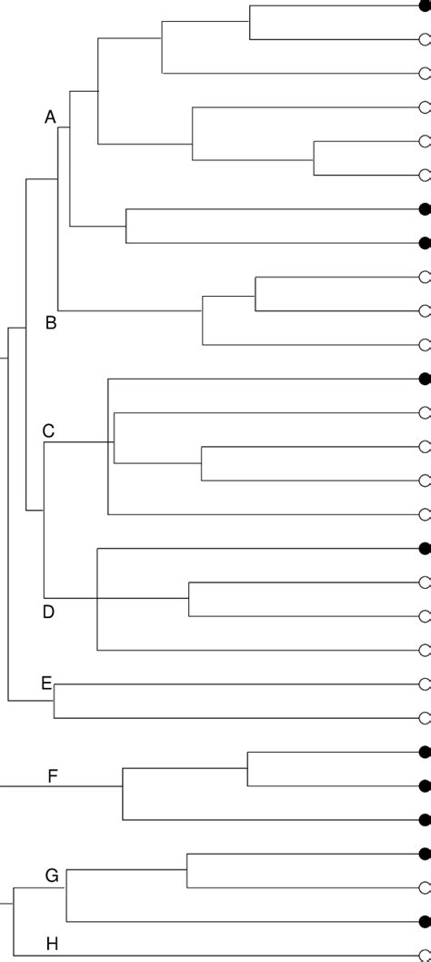 Dendrogram Showing The Percentage Of Genetic Similarity Download