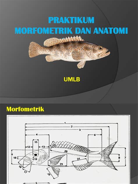 Praktikum Morfometrik Dan Anatomi Ikan Pdf