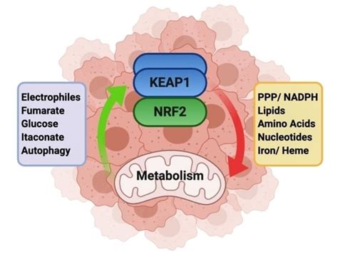 Cancers Free Full Text Dissecting The Crosstalk Between Nrf2