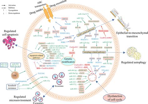 Frontiers The Role Of Non Coding Rnas In The Sorafenib Resistance Of
