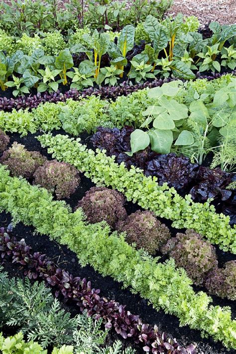Best Pretty Vegetable Garden Ideas 11 Vegetable Garden Design