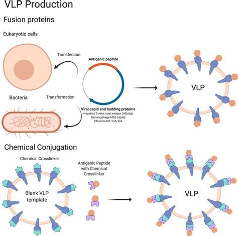 A New Method For Self Amplifying Rna Vaccines Delivery With Plant Vlp