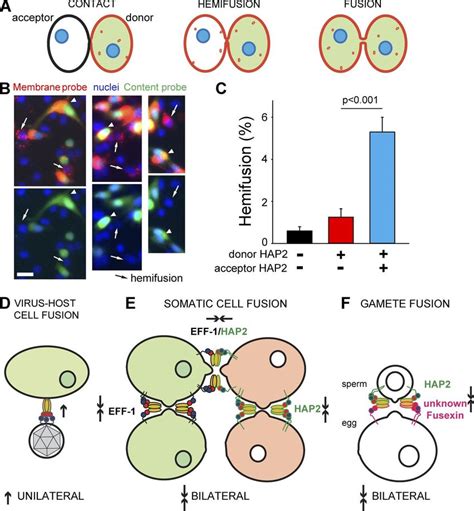Hemifusion In Hap2 Mediated Fusion Is Bilateral And Fusexins Use