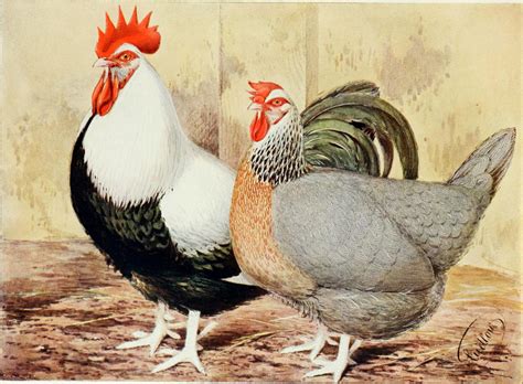 Spontaneous Sex Reversal Urban Chicken Podcast