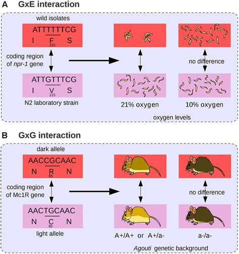 Frontiers The Differential View Of Genotype Phenotype Relationships