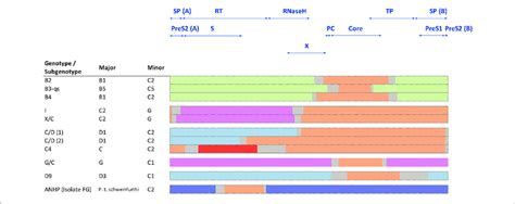 Schematic Representation Of Known Hbv Genotype C Recombinants