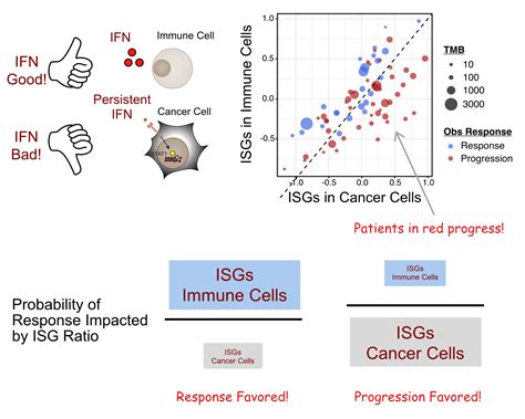 Opposing Roles Of Ifn In Immunotherapy — Andy Minn Lab At Upenn