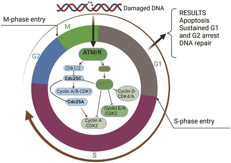 Cell Cycle And Checkpoints