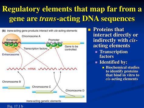 Ppt A Triplet Codon Represents Each Amino Acid Powerpoint