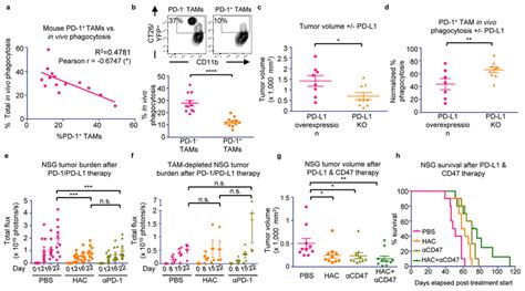 Pd 1 Pd L1 Blockade Promotes Anti Tumor Efficacy By Tams Download