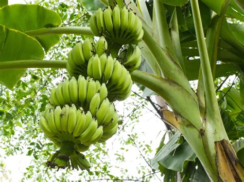 Cara Lengkap Menanam Pohon Pisang Agar Cepat Berbuah