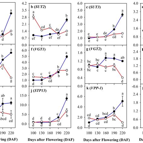 Expression Profiles Of Invertase Genes At Different Developmental