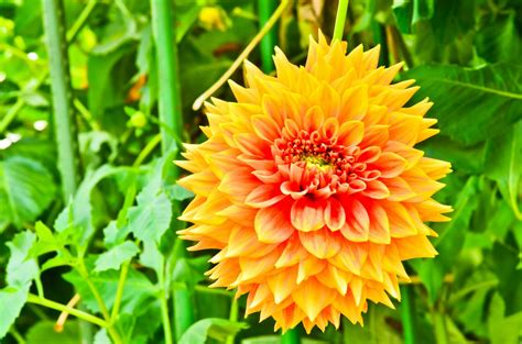 夏の花といえば？ガーデニングにおすすめの種類の特徴や花言葉を紹介