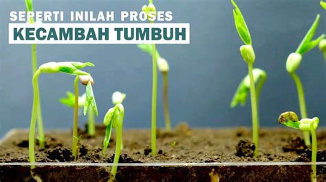 Ternyata Seperti Ini Proses Biji Tumbuh Berkembang Timelapse Kecambah