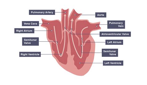 Igcse Biology 2017 2 65 Describe The Structure Of The Heart And How