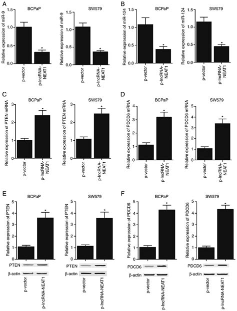 Upregulation Of Neat1 Affects The Regulatory Relationship Among Neat1