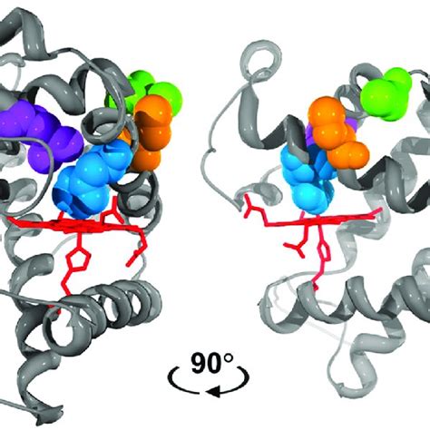 Structure Of Cytoglobin Showing The Key Amino Acids Targeted For