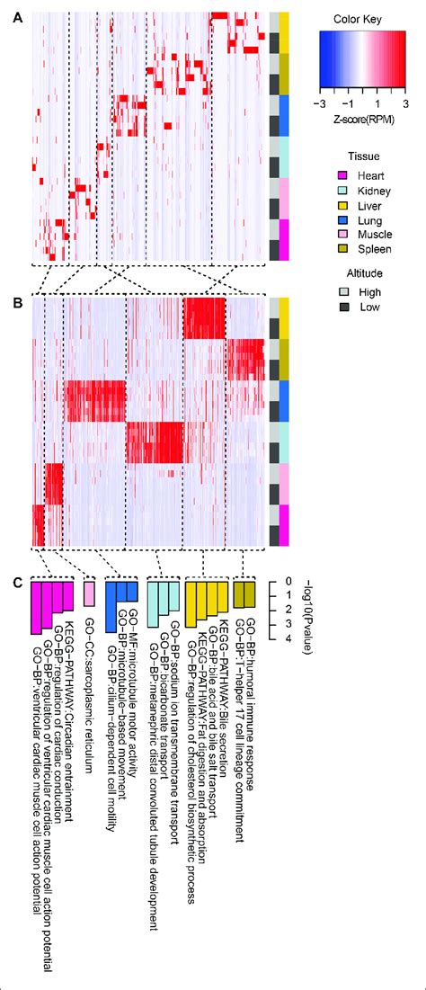 Functional Pattern Of Tissue Specificity For Mirnas And Download