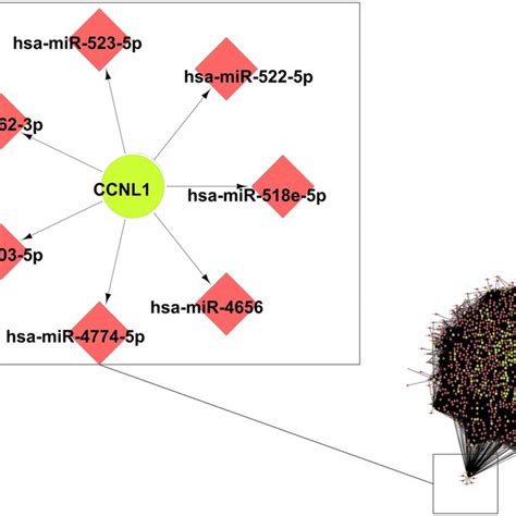 Gene Mirna Interactions Network Index Red Node Mirna Grey Node